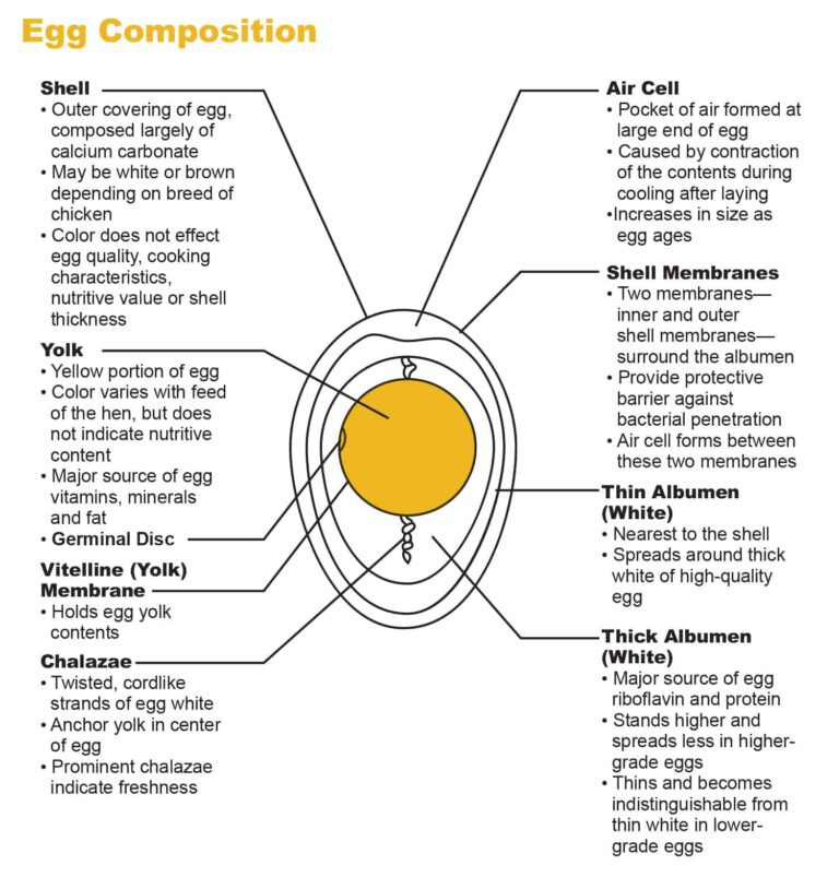 Egg Composition | The Incredible Egg