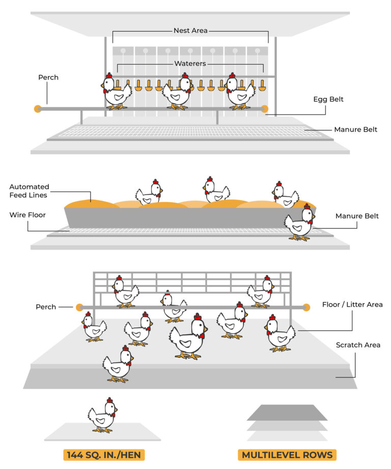 Cage-Free Eggs - American Egg Board