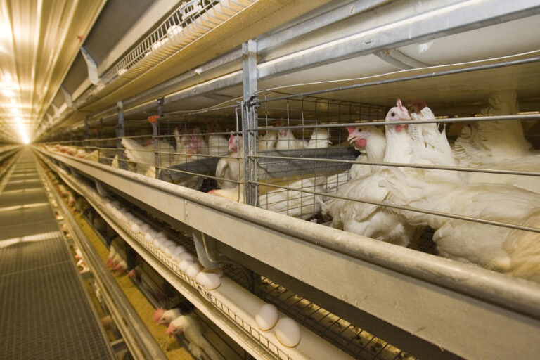 Egg Farming Today - American Egg Board