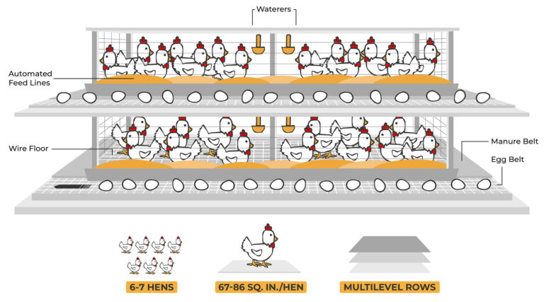 Standard or Conventional Eggs - American Egg Board