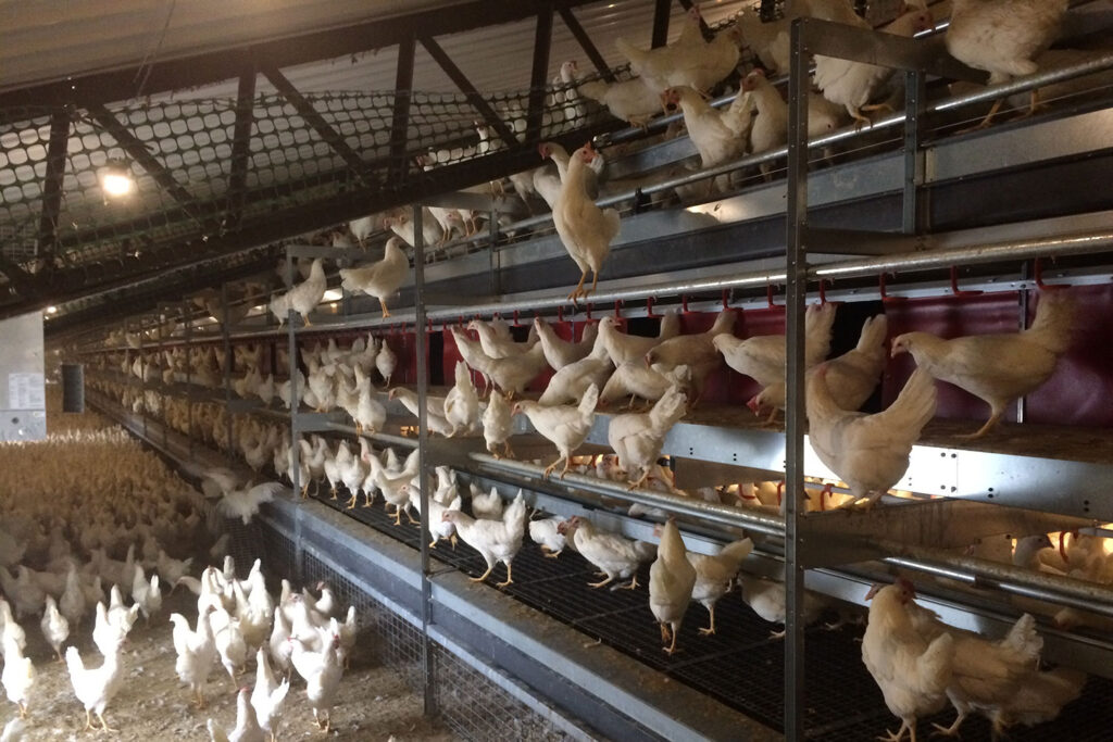 Egg Farming Today - American Egg Board