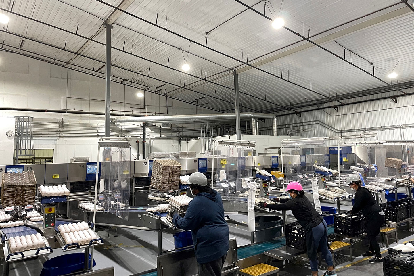 Egg Farming Today - American Egg Board