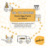 What's Happening With Eggs: An Important Message from America’s Egg ...